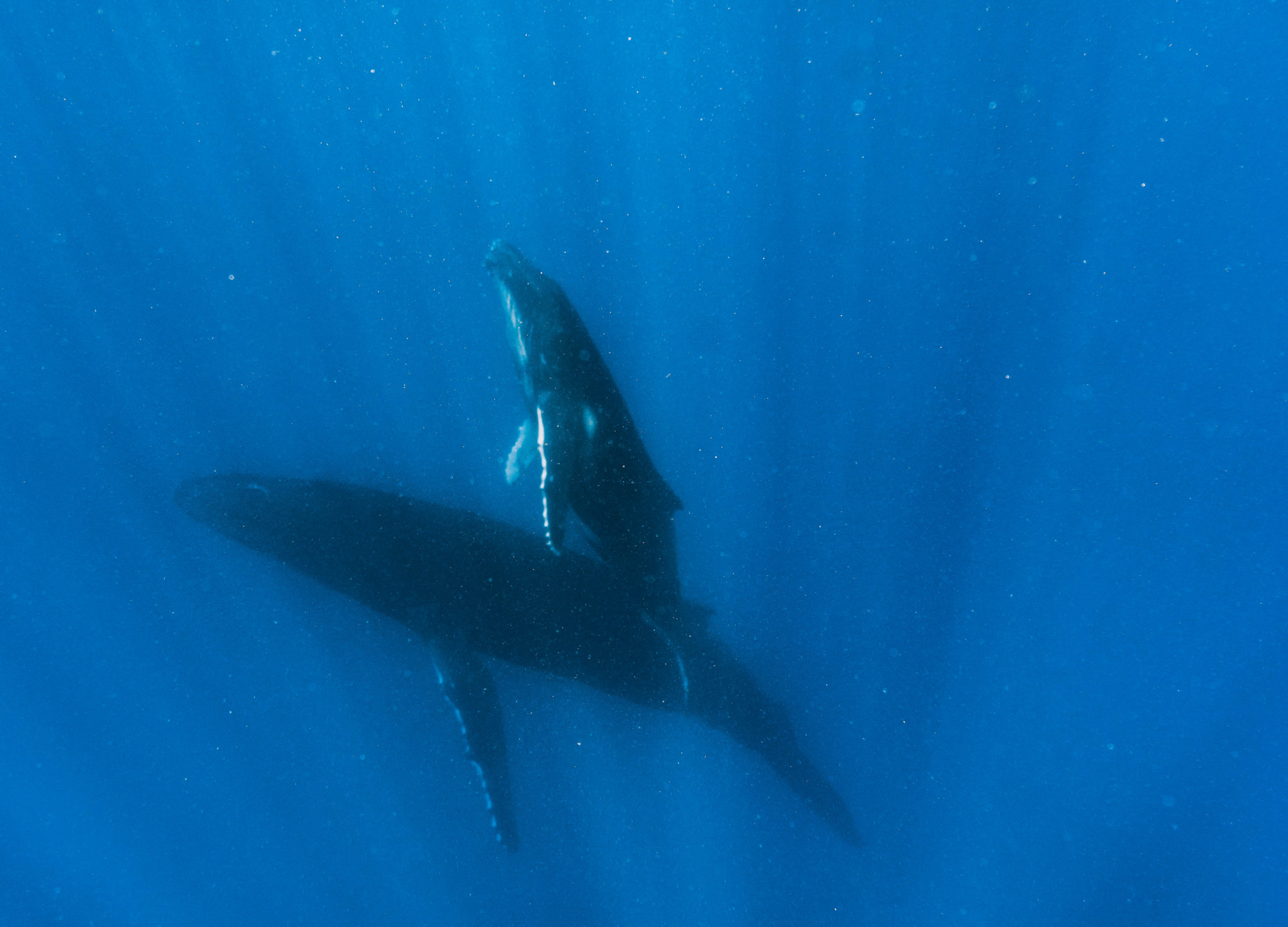 Swim with Humpback Whales in Tonga: Ultimate Guide