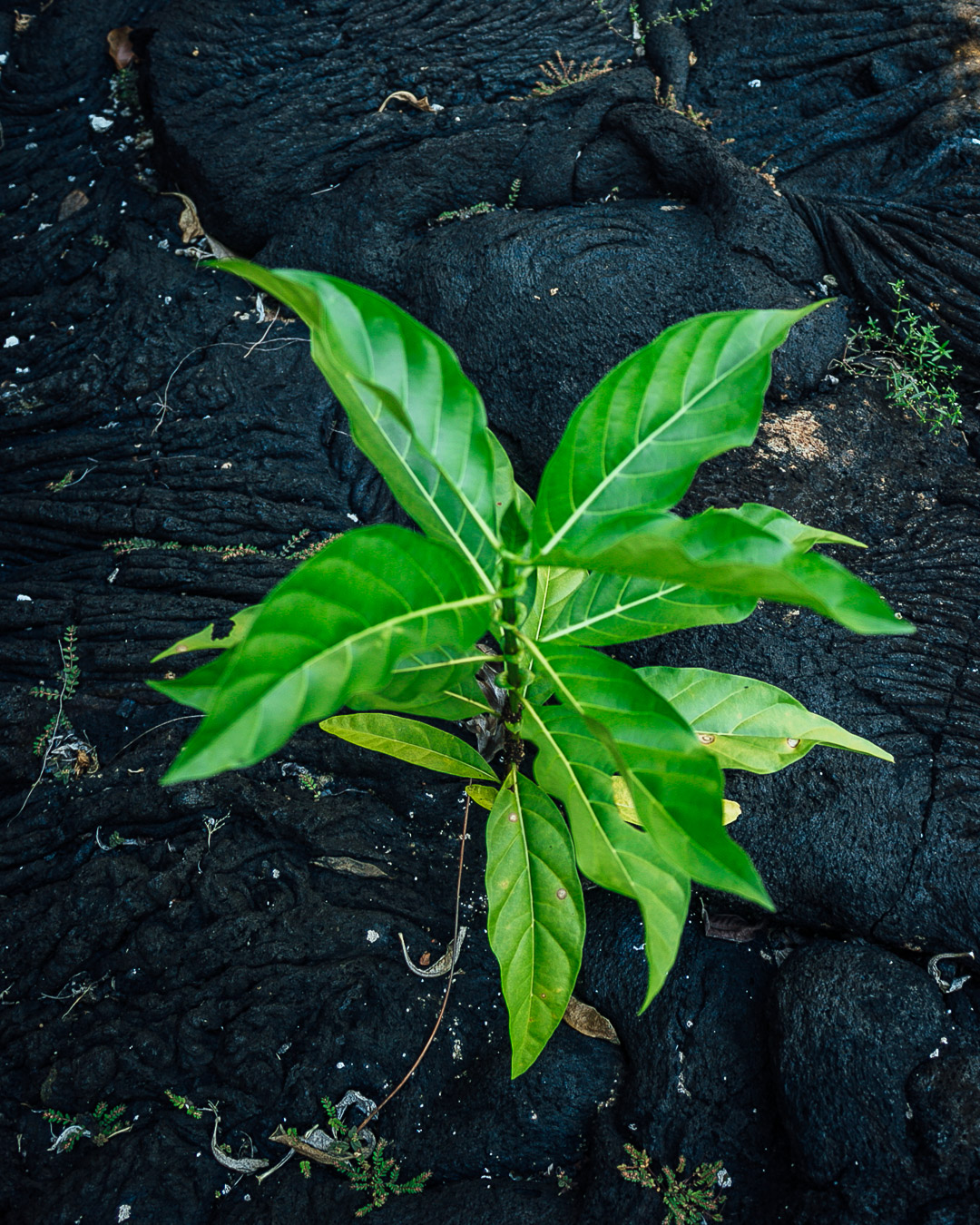 Samoa Itinerary: 12 AMAZING Things To See On A Roadtrip
