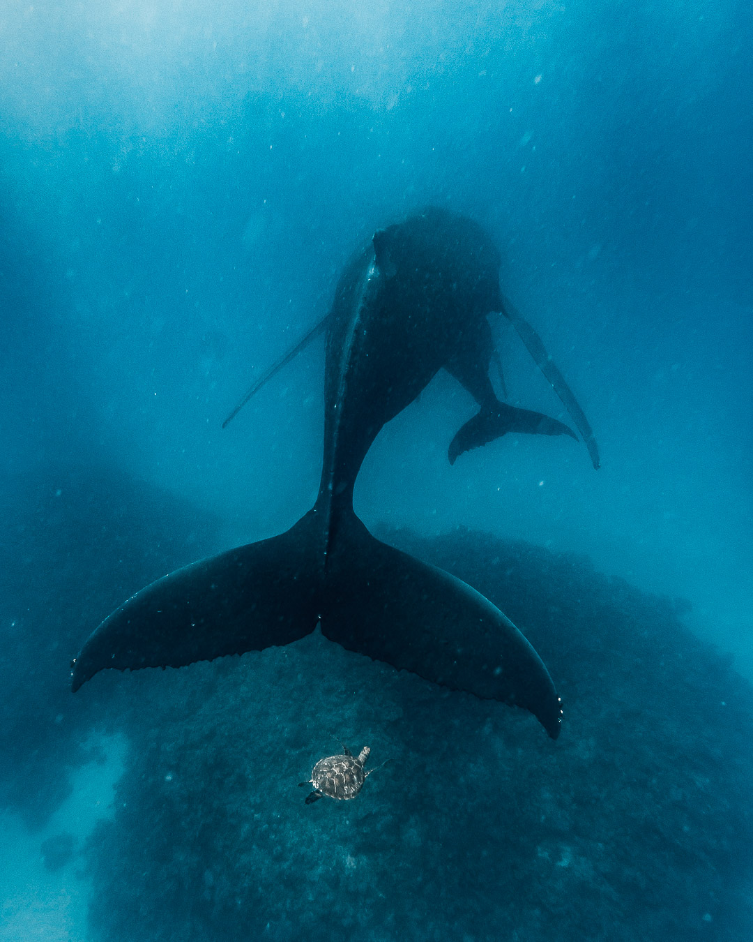 Swim with Humpback Whales in Tonga: Ultimate Guide