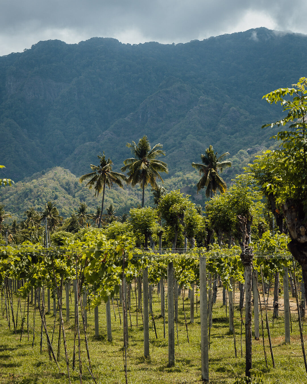 The Best Of North Bali: 16 Stunning Spots + Complete Itinerary