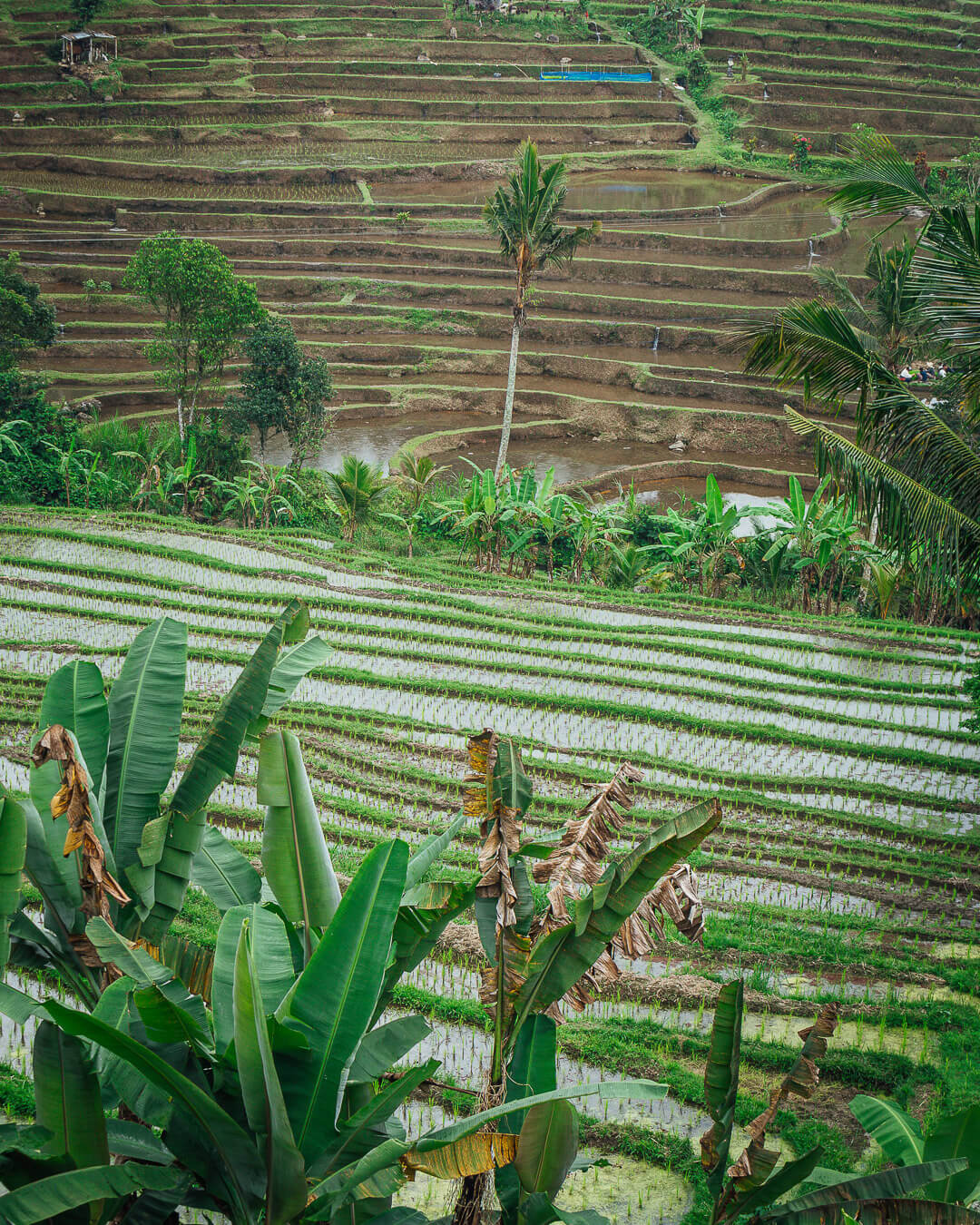The Best Of North Bali: 16 Stunning Spots + Complete Itinerary