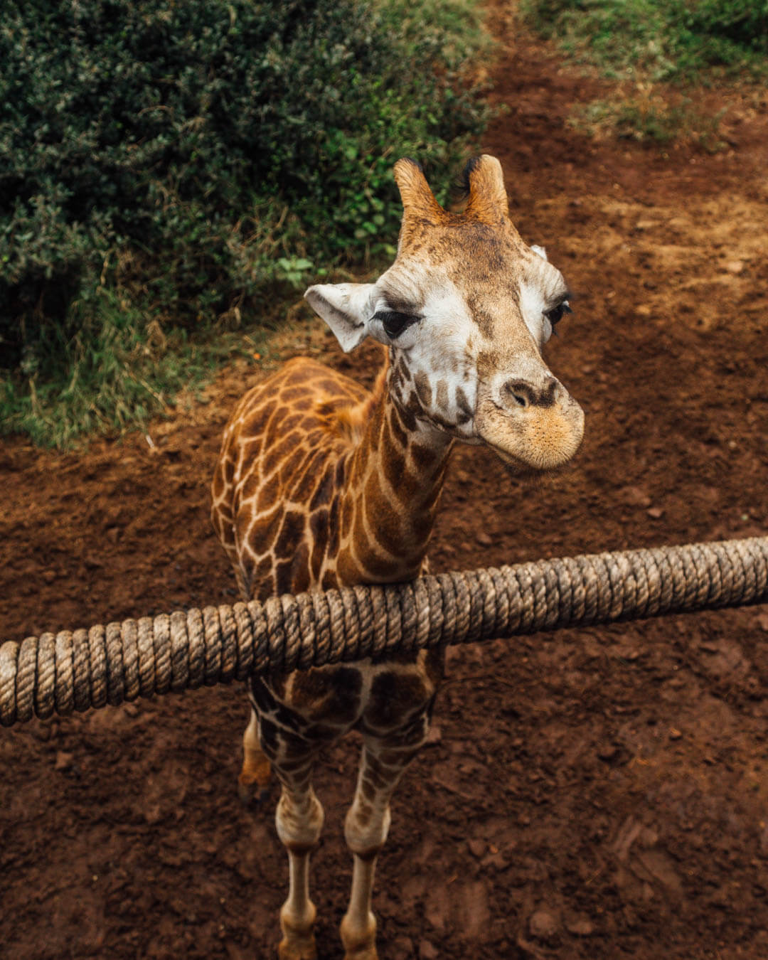 Kenya Itinerary 10 Days: Nairobi, Lamu, Diani and What to Book